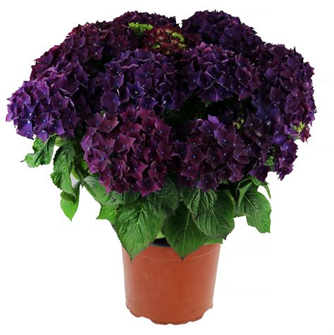 03 Hydrangea Deeppurple 141220 Wb Hydrangea Purple Dark Purple