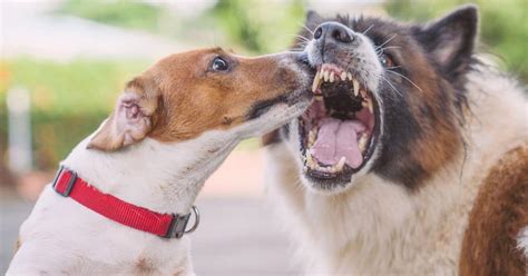 How To Deal With Dog Aggression?