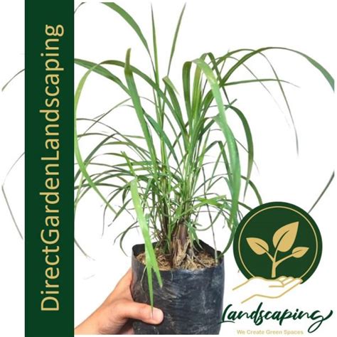 Cymbopogon Nardus Citronella Grass Singapores 1 Gardening