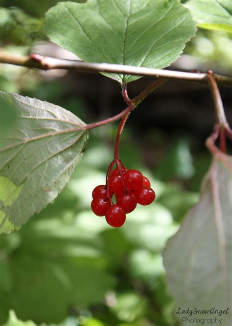 Red Berries Society6 Tumblr Twitter LadySnowAngel Photography