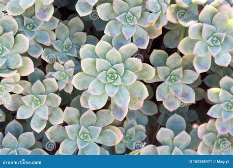 Cactus Nature Background Succulent Texture Close Up Of Agave