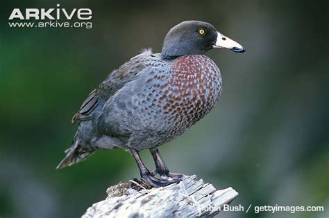 Blue Duck Alchetron The Free Social Encyclopedia