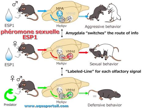 Phéromone Définition Et Explications Aquaportail