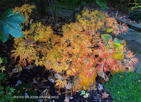 Buy Acer Japonicum Abbeys Weeping Dwarf Full Moon Japanese Maple — Mr Maple │ Buy Japanese