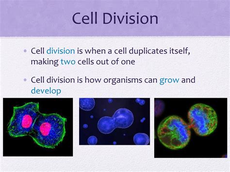 Cell Division Mitosis Ppt Download