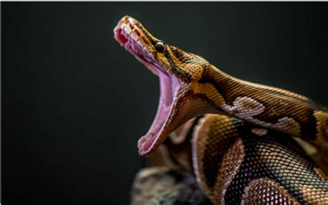 The Evolution Of Python Programming Fad Magazine