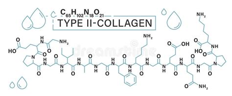 Type 2 Collagen Editable Vector Illustration Isolated On A White