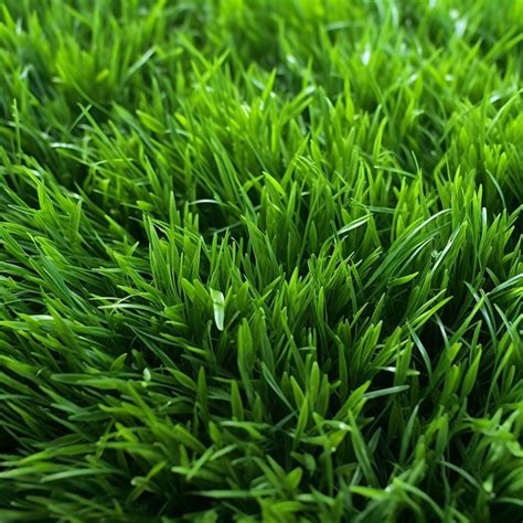 The 8 Best Heat And Drought Resistant Grasses Rhythm Of The Home