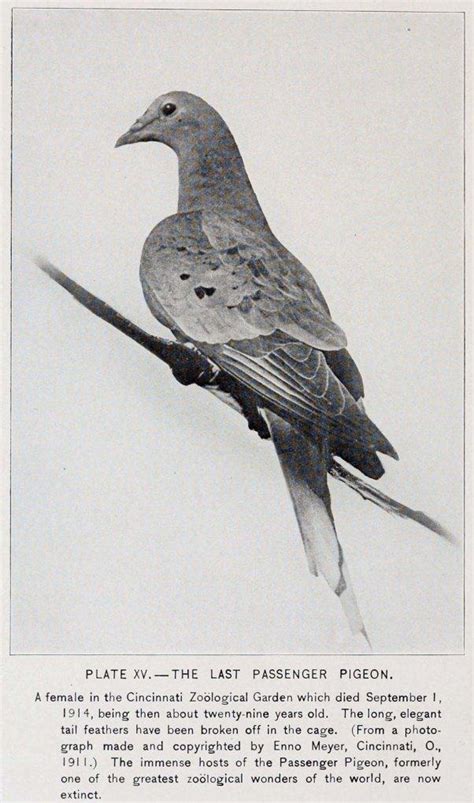 3d Printing Extinct Animals The Passenger Pigeon In The Age Of Digital