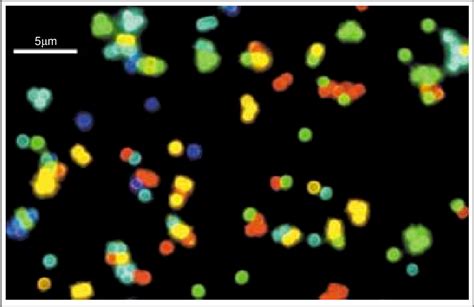 Figure 1 From Luminescent Quantum Dots For Multiplexed Biological