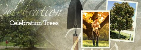 Send A Tree Buy Trees Celebration Trees From 1 800 FLOWERS COM