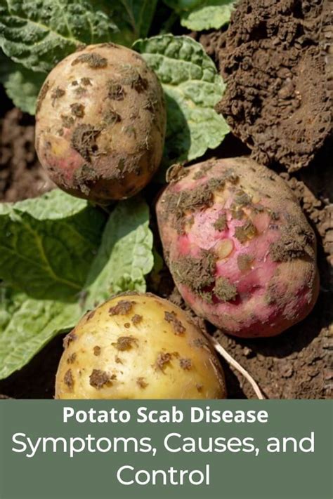 Potato Scab Disease Symptoms Causes And Control