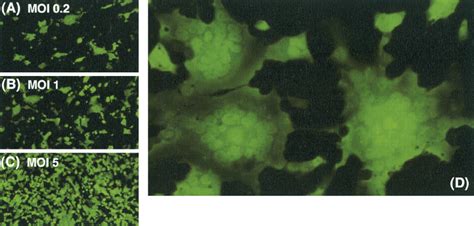 Spread Of M Gene De Fi Cient Sev Infection In Cell To Cell Manner