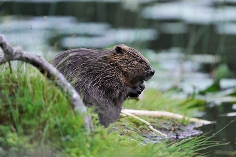 Cairngorms National Park Bringing Beavers Back To The Cairngorms
