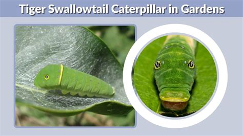 Tiger Swallowtail Caterpillar Identification Life Cycle Diet And Facts