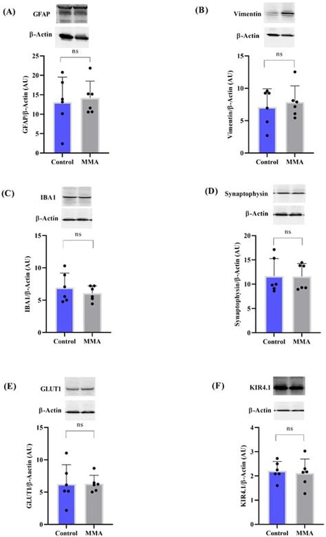 Neuroglia An Open Access Journal From Mdpi