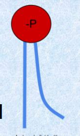 Plasma Membrane Labeling Diagram Quizlet