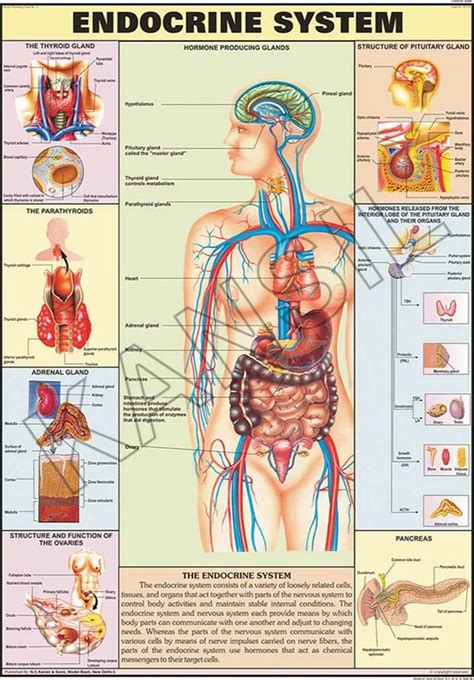 Multicolor Endocrine System For Human Physiology Chart At ₹ 299piece