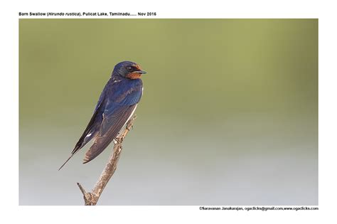Barn Swallow Map Ogaclicks