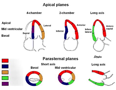 Coronary Arteries Distribution Diagram Quizlet