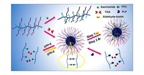 Construction Of Multifunctionalizable Core Cross Linked Polymeric Nanoparticles Via Dynamic