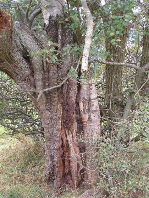 Killerton Park Devon Ancient Tree Forum