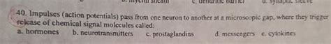 Solved Impulses Action Potentials ﻿pass Fron One Neuron To