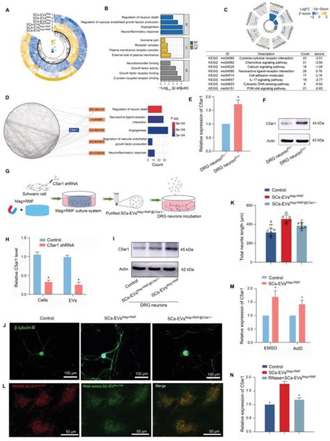Proregenerative Transcriptome Profiles Of Neurons Driven By