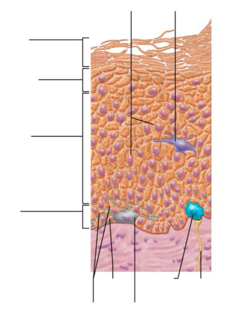 Structure Of The Epidermis Biological Science Picture