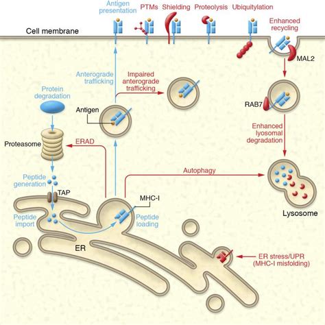 Antigen Processing And Presentation Pathways