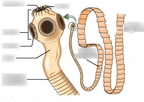 Tapeworm Labeled