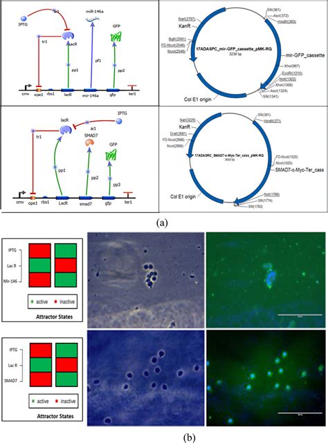 A Synthetic Circuit Design For Mir 146a Smad 7 With Their Respective Download Scientific