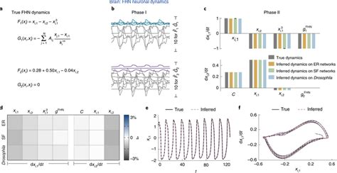 inferring fhn neuronal network dynamics on synthetic and real