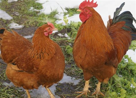 Origin Of New Hampshire Chicken At Amanda Litherland Blog