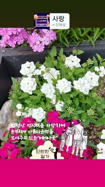 눈부시게 아름다운색을 Youtube