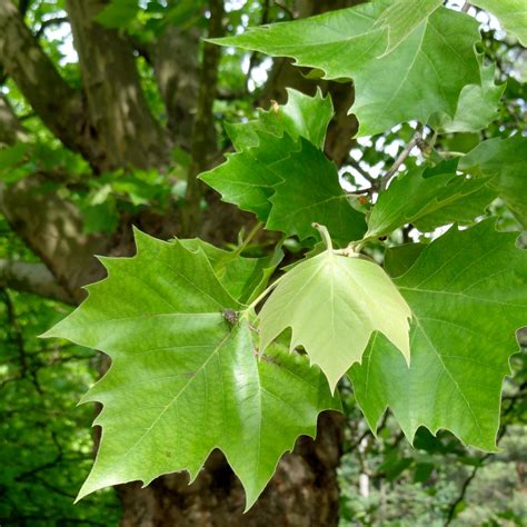 Platanus X Hybridus Platanus Acerifolia