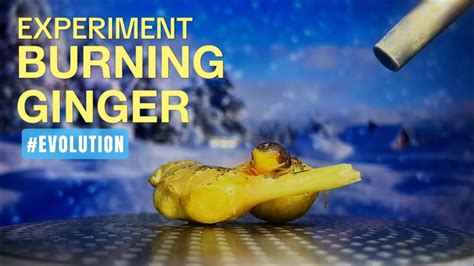 I Discovered The Shocking Ginger Evolution Secret Youtube