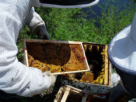 Information For Beekeepers