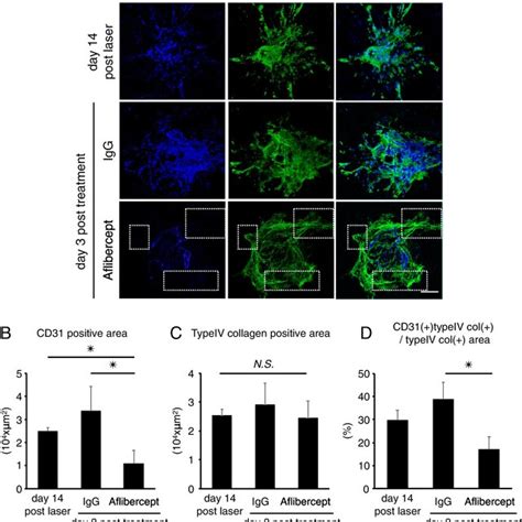 A Choroidal Neovascularization Cnv Regrowth Pattern Was Divided Into