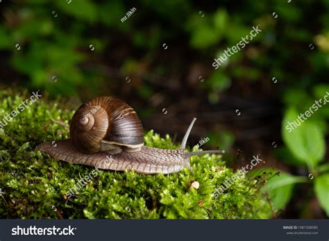 Garden Snail Habitat