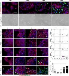 A Representative Bright Field Images Of Four OPCT Clones Of Download Scientific Diagram