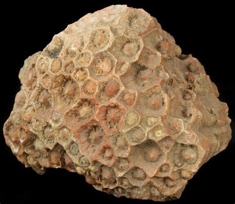4 Fossil Coral Lithostrotionella Head Iowa For Sale 45063