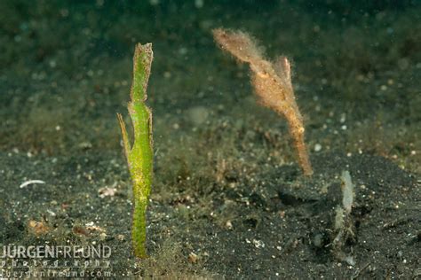 Robust Ghost Pipefish