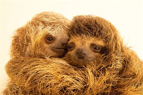 Two Juvenile Brown Throated Sloths Bradypus Variegatus Joel Sartore