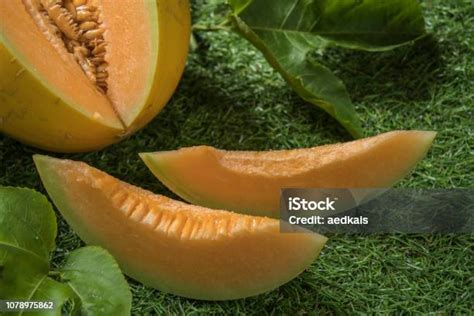 Kecambah Muda Melon Jepang Atau Tanaman Melon Cantaloupe Yang Tumbuh Di