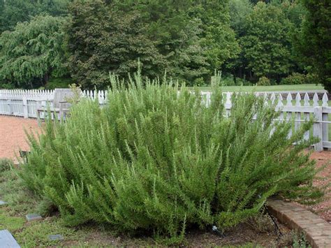 How To Grow Rosemary Plants General Planting And Growing Tips Bonnie