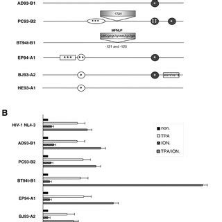 Stimulation With TPA ION Or TPA ION Transactivate Naturally Occurring Download Scientific