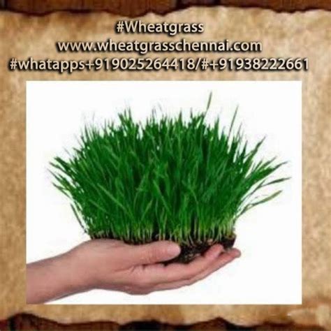 Wheatgrass Chennai