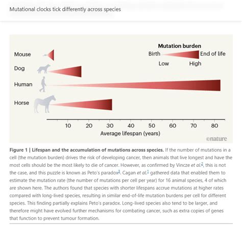 Mutation Accumulation Rate Determines Lifespan