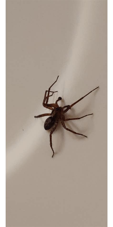 Found This Lil Fella In The Bathroom Named It Jess What Type Of Spider